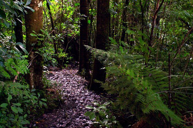 Guided Puketi Kauri Forest Tour in Bay of Islands - Final Thoughts