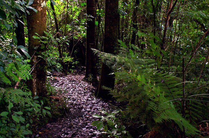 Guided Puketi Kauri Forest Tour in Bay of Islands - Frequently Asked Questions
