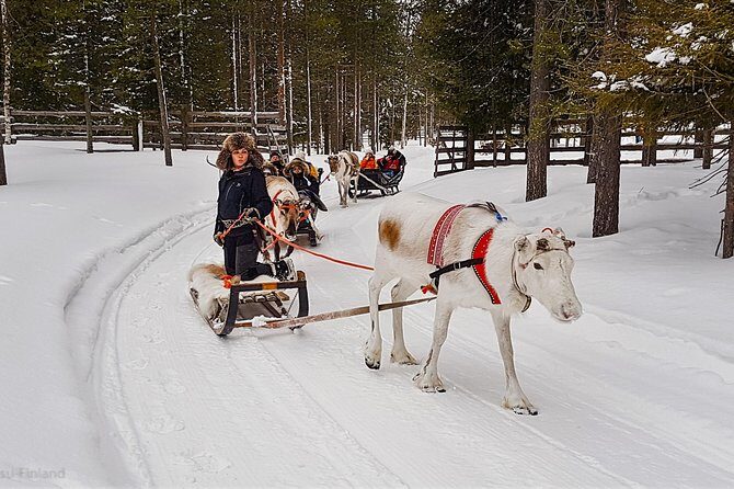 Guided reindeer farm visit and one hour sledge safari - A Deep Dive into the Experience