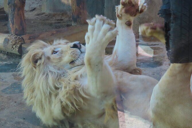 Guided Sapanca Lake Mahmudiye and Masukiye Tour with Cable Car - Final Thoughts