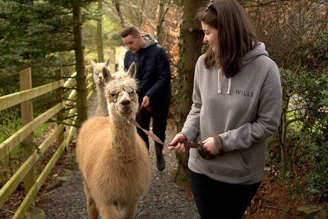 Guided Scenic Alpaca Trekking Experience Northern Ireland - What to Expect on Your Alpaca Trekking Adventure