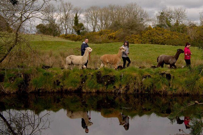 Guided Scenic Alpaca Trekking Experience Northern Ireland - Frequently Asked Questions