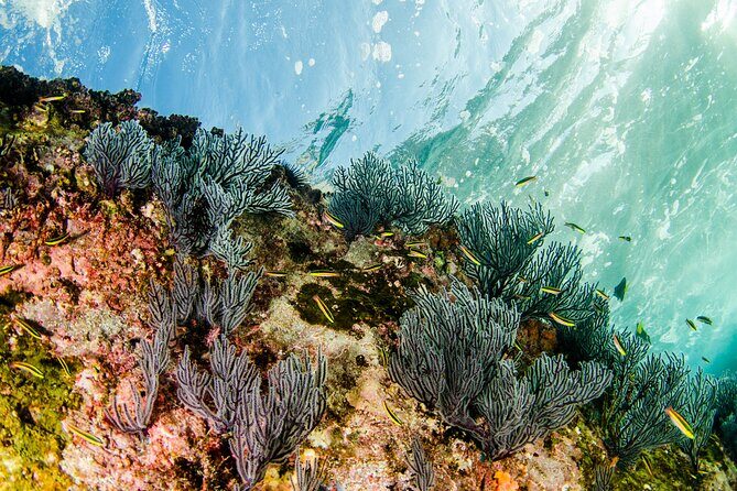 Guided Scuba Diving in Cabo Pulmo - FAQs