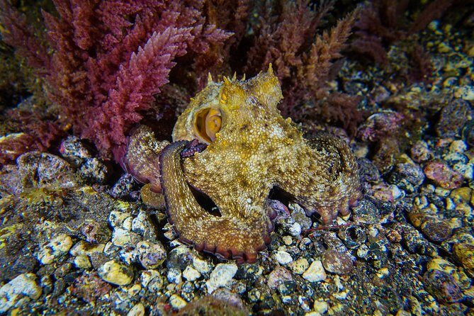 guided Scuba Diving on Tenerife (for certified divers) - What Makes This Tenerife Scuba Tour Stand Out
