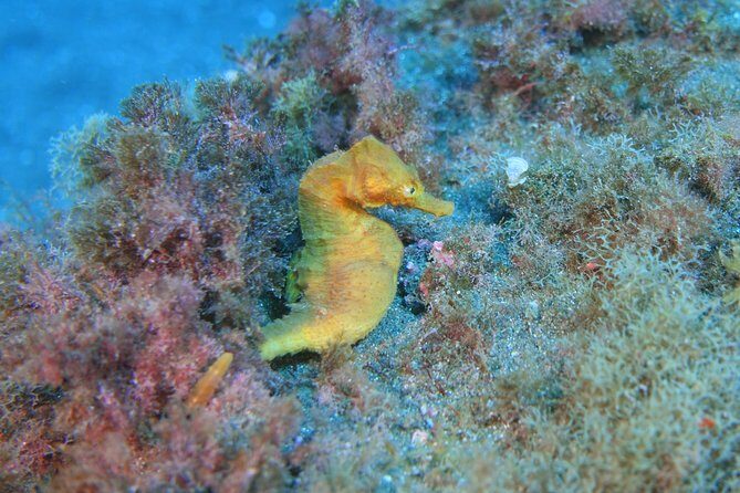 guided Scuba Diving on Tenerife (for certified divers) - Practical Details You Should Know