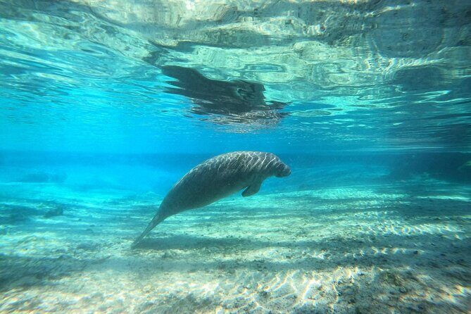 Guided Semi-Private Snorkel Tour (w/ FREE Photos!) - Key Points