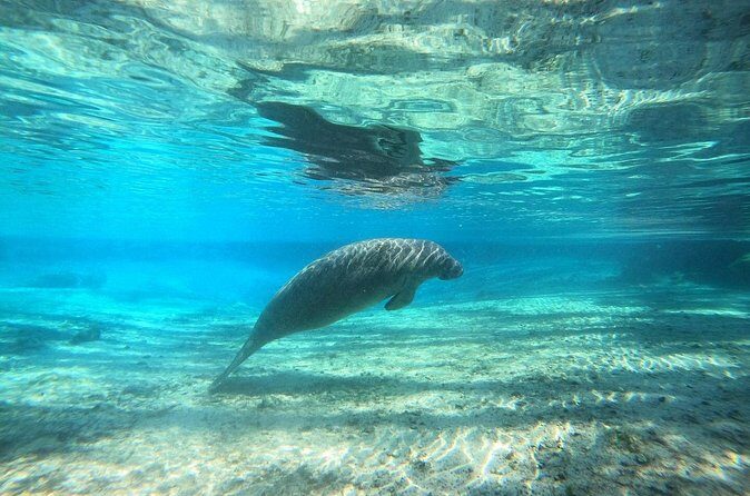 Guided Semi-Private Snorkel Tour (w/ FREE Photos!) - Who Should Consider This Tour?