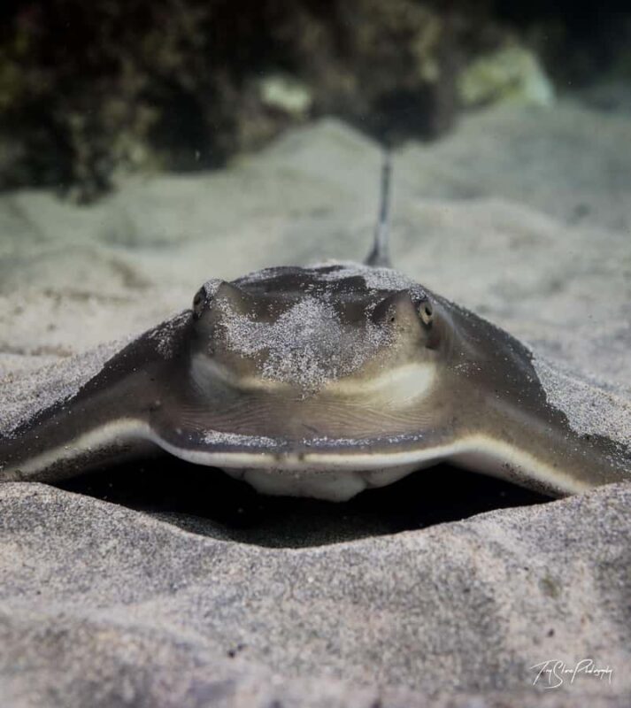 Guided Shore Dive Tour for Certified Divers - Practical Tips for Your Dive