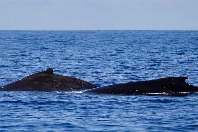 Guided Small Group Whale Watching and Swim Tour Tahiti - What to Expect on the Tour