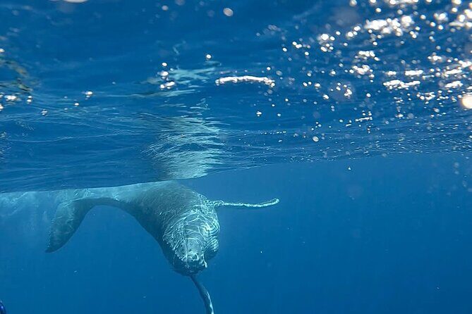 Guided Small Group Whale Watching and Swim Tour Tahiti - FAQs