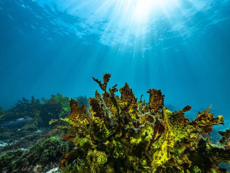 Guided Snorkel Tour at Australias most iconic beach - Why Choose This Snorkel Tour?