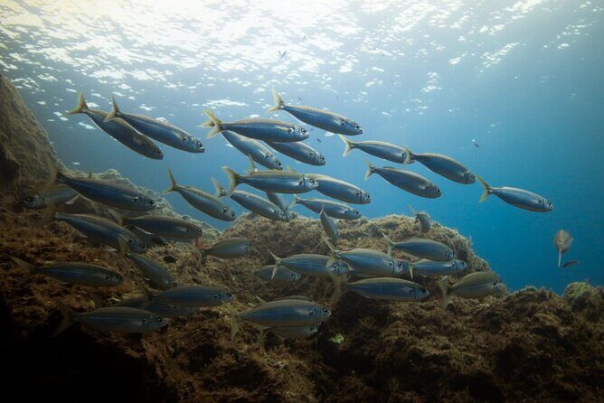 Guided Snorkeling Excursion in Malta - FAQ