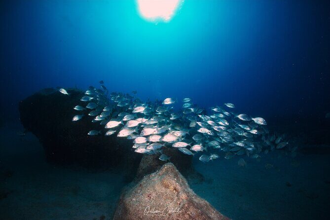 Guided Snorkeling Experience - An In-Depth Look at the Snorkeling Tour