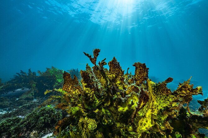 Guided Snorkeling Experience in Bondi - Who Should Consider This Tour?