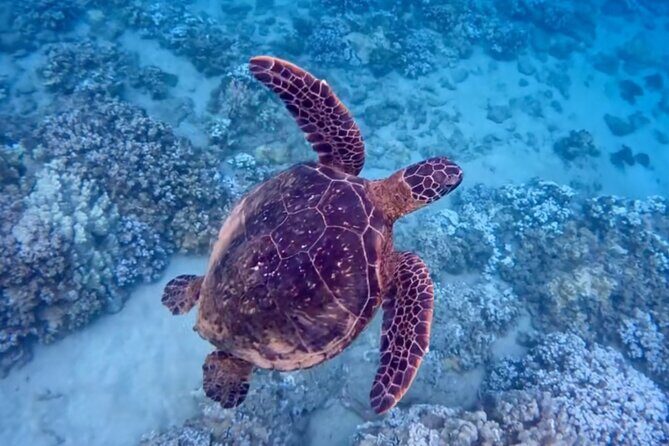 Guided Snorkeling for Beginners with Flotation Wetsuit - Key Points