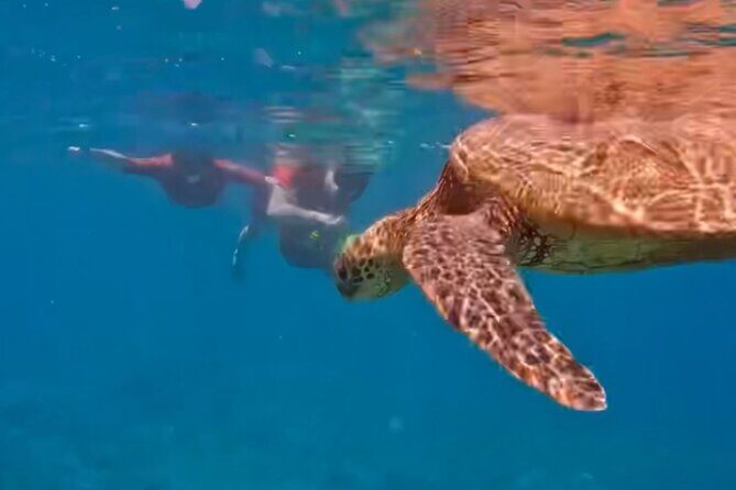 Guided Snorkeling for Beginners with Flotation Wetsuit - What We Love About the Experience