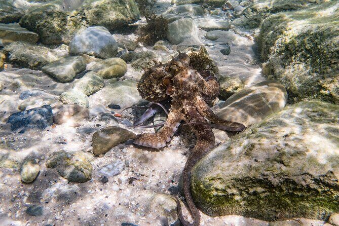 Guided snorkeling route in the Strait Natural Park - Equipment & Comfort