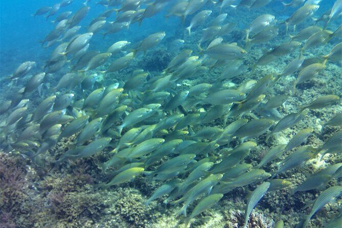 Guided snorkeling route in the Strait Natural Park - Practical Tips for Participants