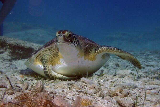 Guided snorkeling trip to the turtles in Protaras - Key Points