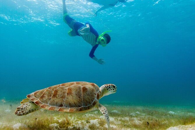 Guided snorkeling trip to the turtles in Protaras - The Sum Up
