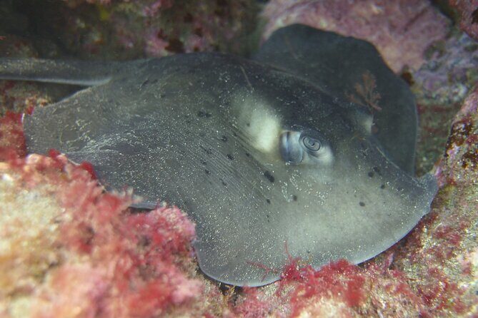 Guided Snorkelling Experience in South of Gran Canaria - Price and Value