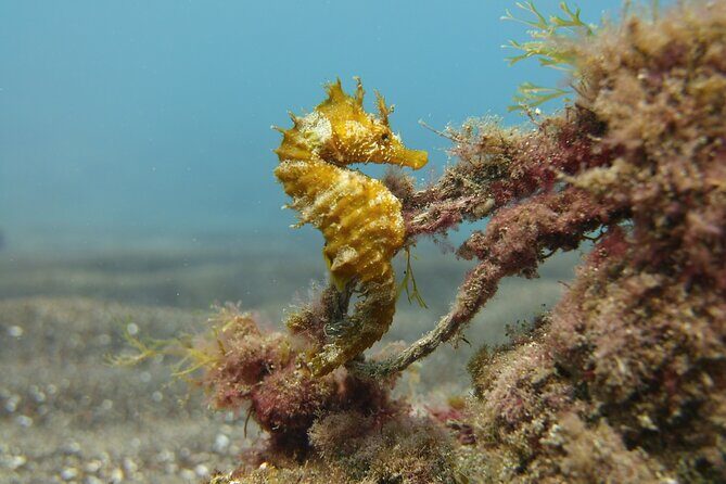 Guided Snorkelling Experience in South of Gran Canaria - Final Thoughts