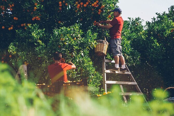Guided Tasting Tour in 16th century House and Olive Oil Factory - FAQ