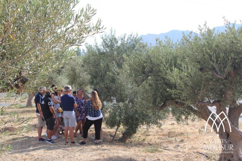 Guided tour and oil tasting at the Aceites Molisur factory - FAQ