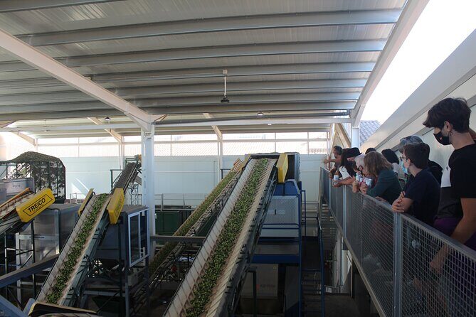 Guided tour and olive oil tasting in Alhaurin el Grande (Málaga) - FAQs