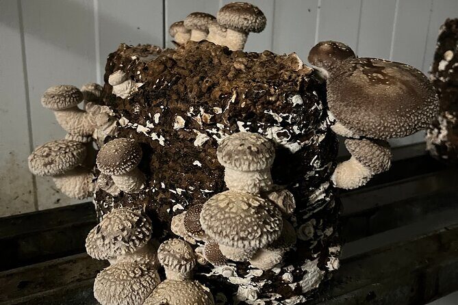 Guided tour and tasting in mushroom cultivation - FAQ
