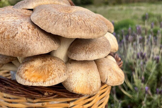 Guided tour and tasting in mushroom cultivation - Final Thoughts: Who Should Consider This Tour?  