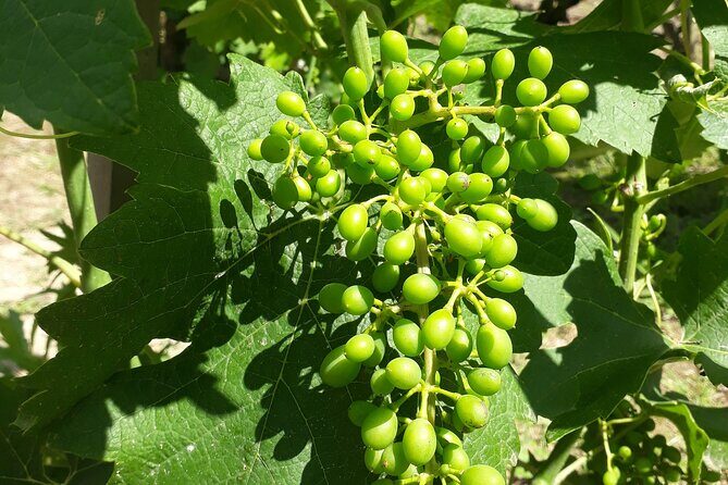 Guided tour and wine tasting Northern Rhône Valley - The Food and Snacks