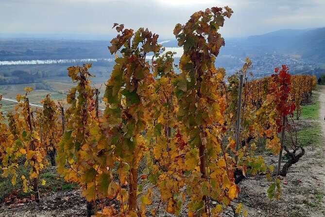 Guided tour and wine tasting Northern Rhône Valley - Who Should Book This Tour?