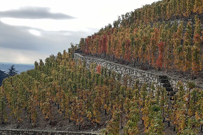 Guided tour and wine tasting Northern Rhône Valley - FAQs
