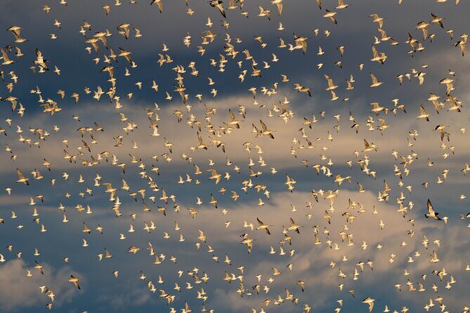 Guided Tour at Pukorokoro Shorebird Centre - Discover the Magic of Pukorokoro Shorebird Centre: A Practical Review