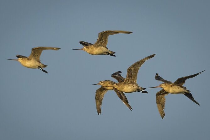Guided Tour at Pukorokoro Shorebird Centre - Key Points