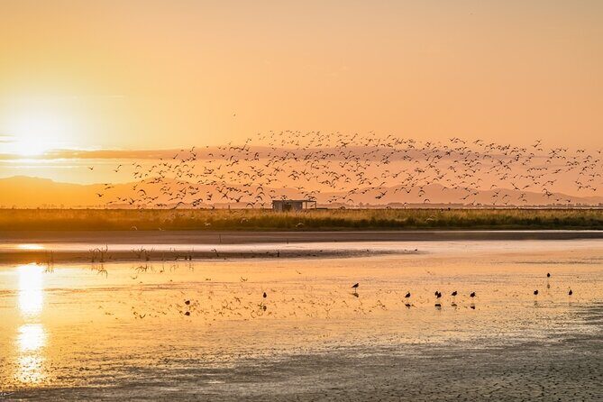 Guided Tour at Pukorokoro Shorebird Centre - FAQs