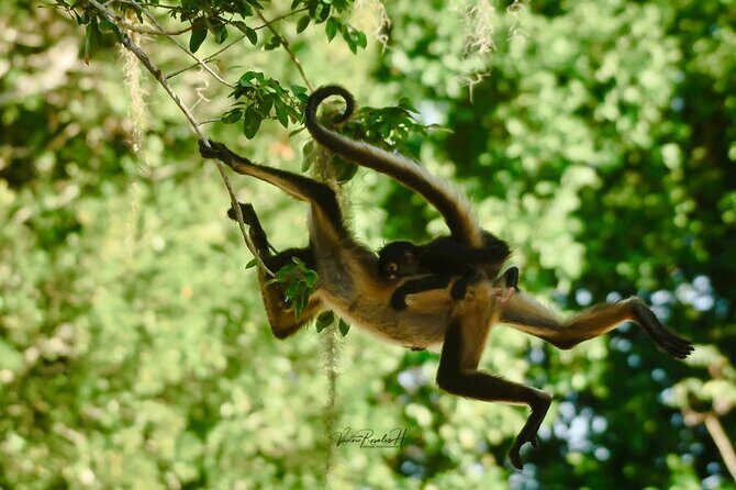 Guided Tour in Costa Maya Chacchoben Ruins History - An In-Depth Look at the Tour Experience