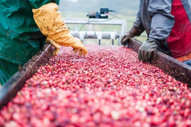 Guided Tour of a Local New England Cranberry Farm - Authentic Experiences and Hidden Gems