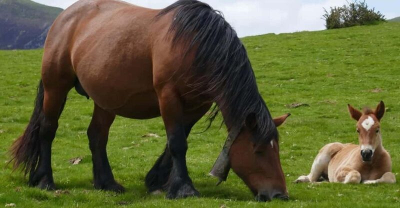 Guided tour of the 5 most beautiful places in Basque Country - Exploring the Basque Country in a Day