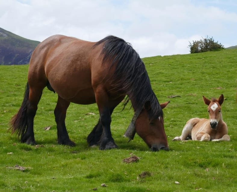 Guided tour of the 5 most beautiful places in Basque Country - Real Traveler Insights