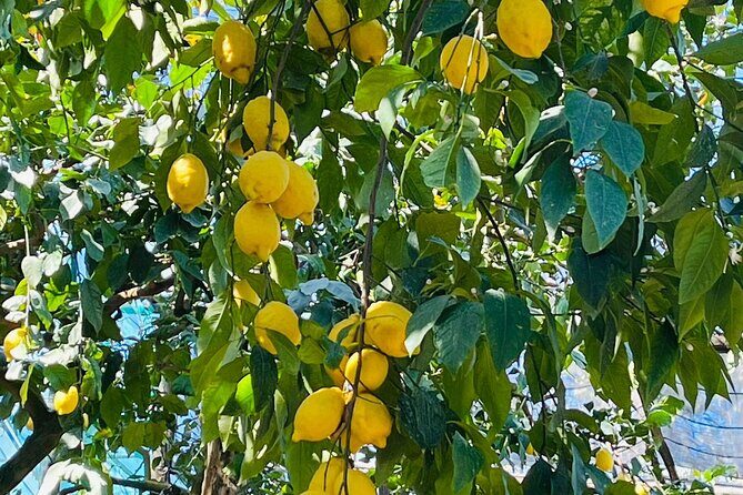 Guided tour of the history and tradition of the Sorrento lemon - Key Points