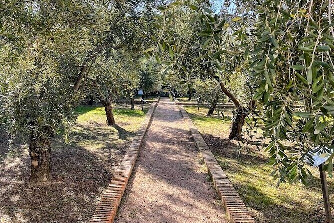 Guided tour of the Museum of Olive Culture Oil Tasting - Key Points