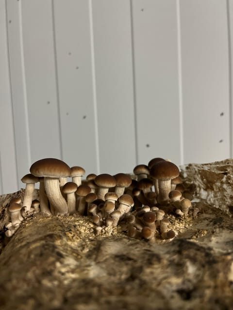 GUIDED TOUR + TASTE IN A MUSHROOM FARM - FAQ