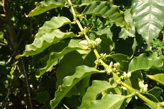 Guided Tour to the only coffee farm in Europe - Key Points