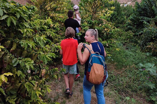 Guided Tour to the only coffee farm in Europe - Who Will Love This Tour?