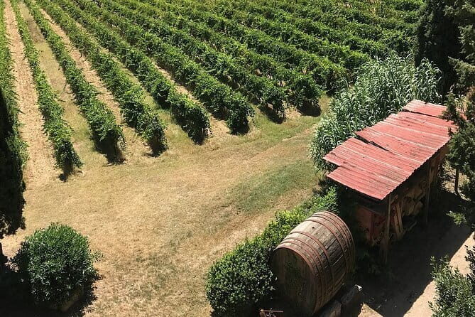 Guided tour with wine tasting and local organic products - Practical Details: What You Need to Know