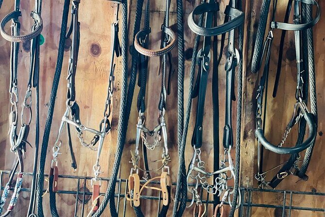 Guided Two Hour Horseback Trail Ride in Central Florida - Who Is This Tour Best For?