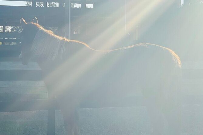 Guided Two Hour Horseback Trail Ride in Central Florida - The Sum Up: A Balance of Nature and Comfort