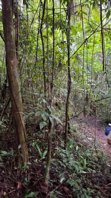 Guided visit in the Palenque jungle (Palenque National Park) - An Introduction to the Palenque Jungle Tour